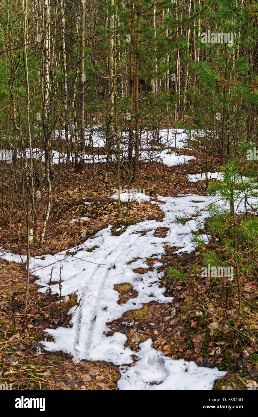 Spring forest landscape with snow, pines and birch trees Stock Photo ...