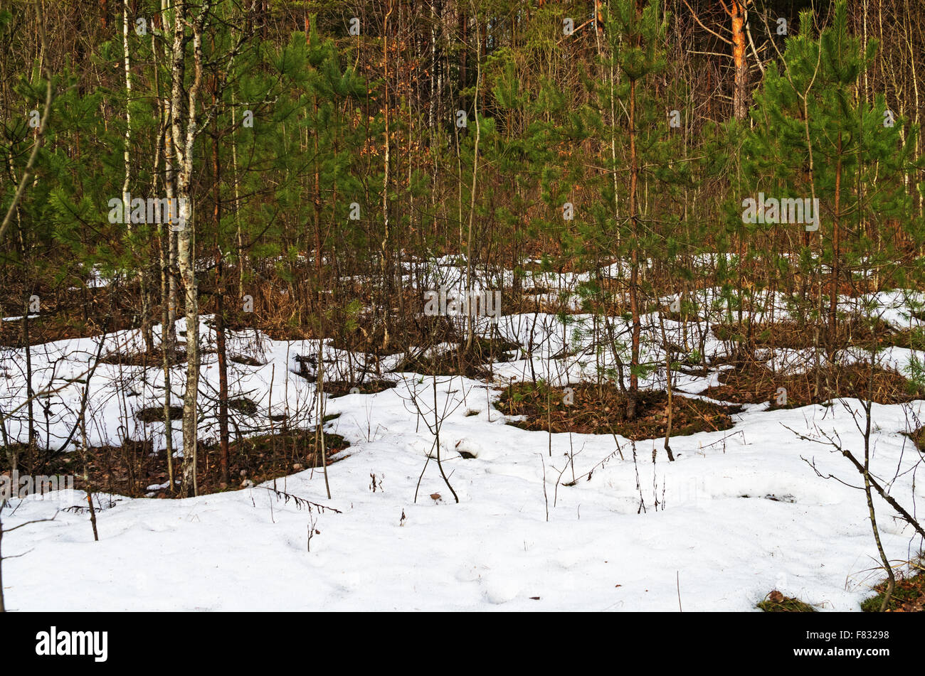 Spring forest landscape with snow, pines and birch trees Stock Photo ...