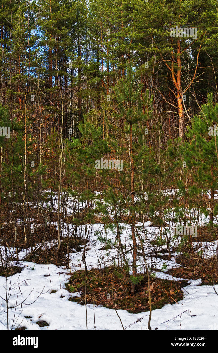 Spring forest landscape with snow, pines and birch trees Stock Photo ...
