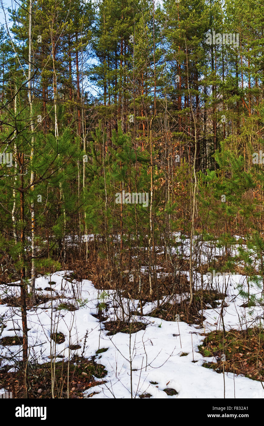 Spring forest landscape with snow, pines and birch trees Stock Photo ...