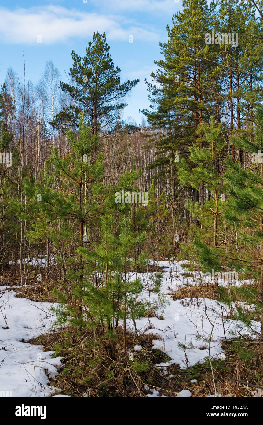 Spring forest landscape with snow, pines and birch trees Stock Photo ...