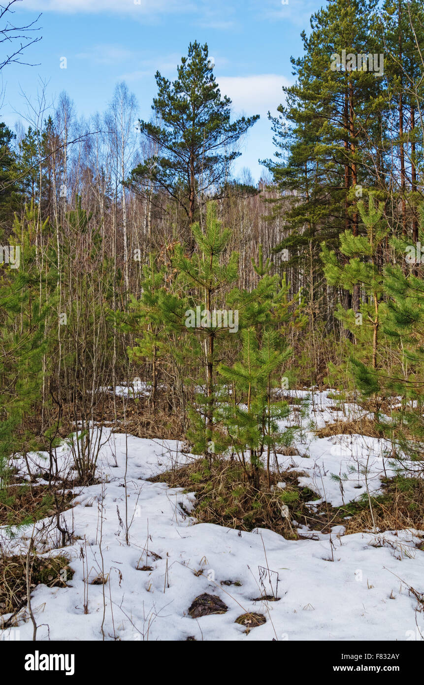 Spring forest landscape with snow, pines and birch trees Stock Photo ...