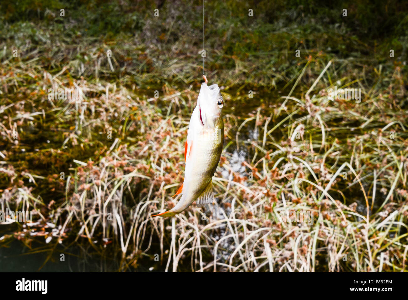 Handsome fly fisherman hi-res stock photography and images - Alamy