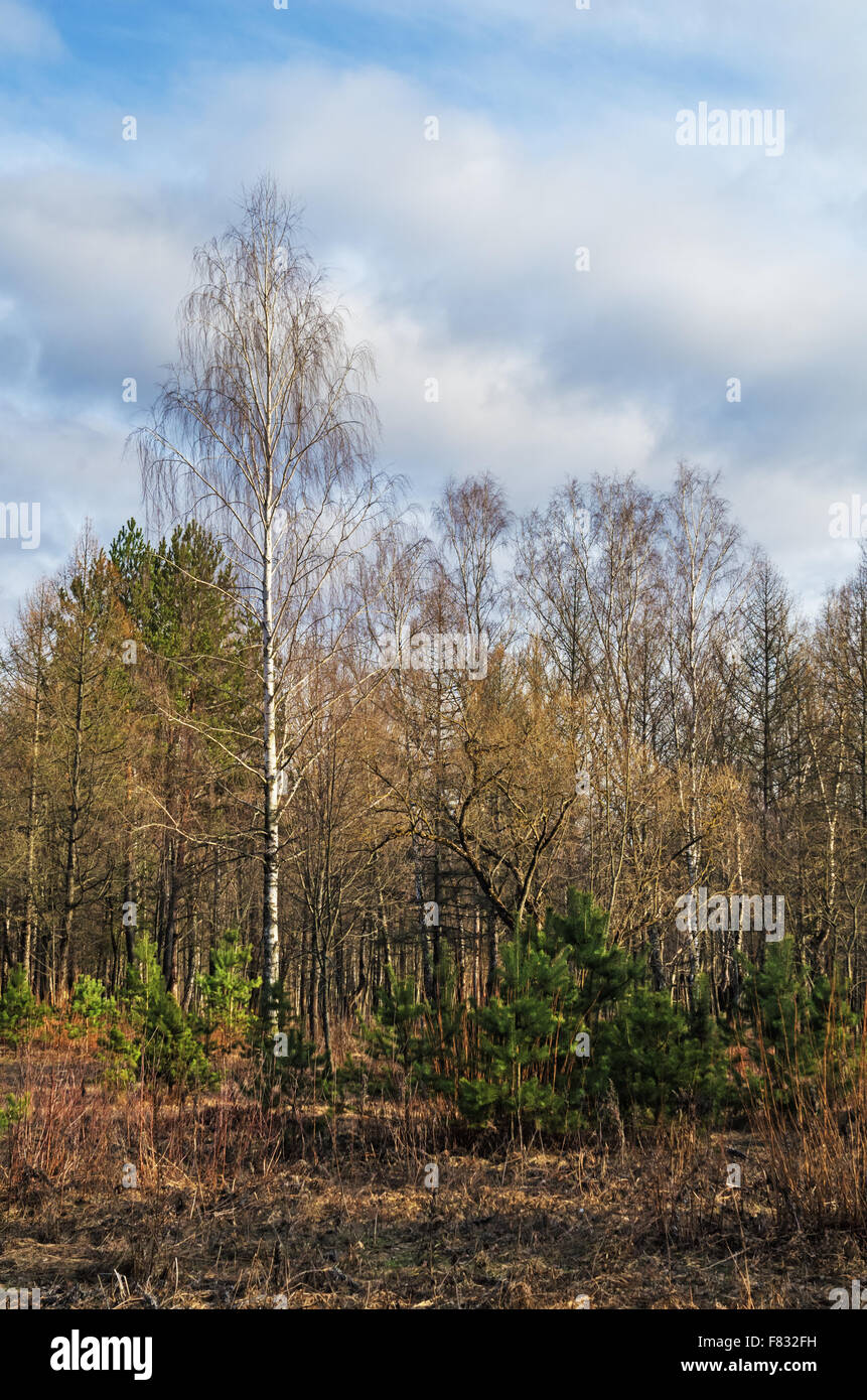 Spring forest landscape with small pines and birch trees Stock Photo ...