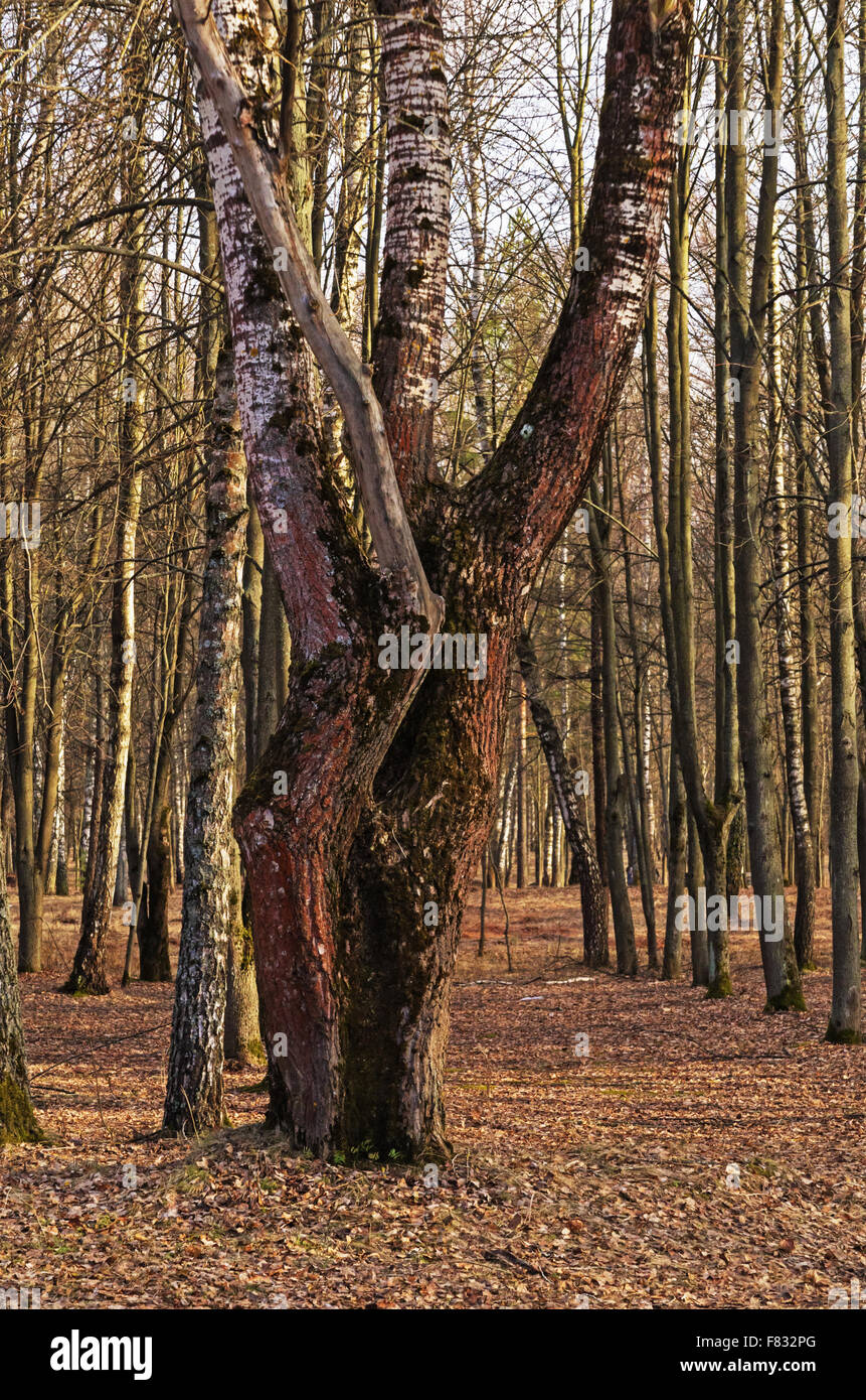 Spring forest landscape with birch trees Stock Photo - Alamy