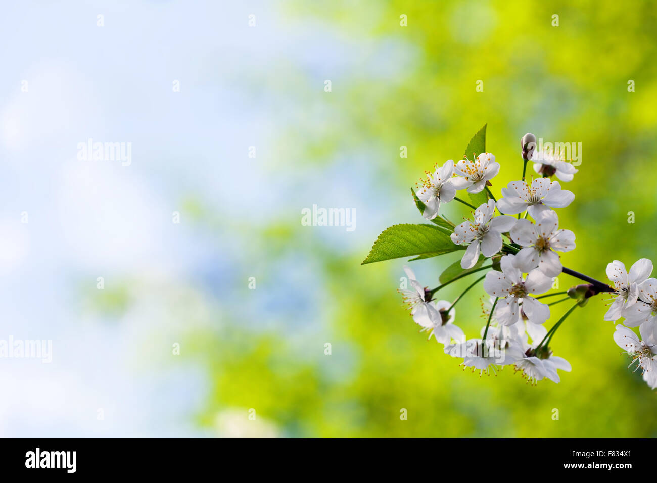 blooms tree branch in spring against blur background with copyspace ...