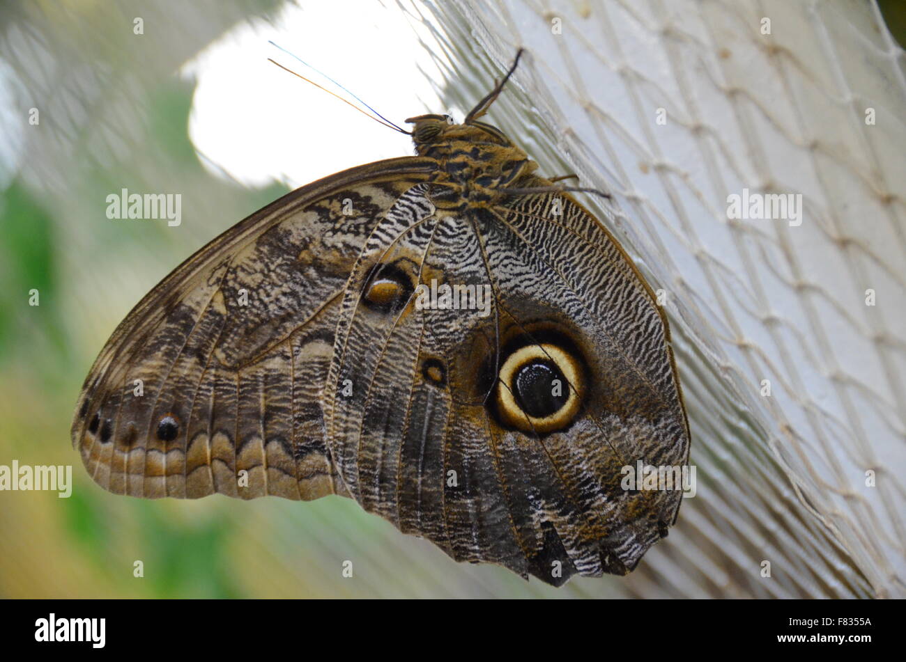 Beautiful Butterfly Wings Stock Photo - Alamy