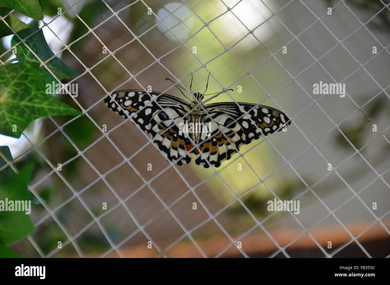 Beautiful Butterfly Colorful Wings Stock Photo - Alamy