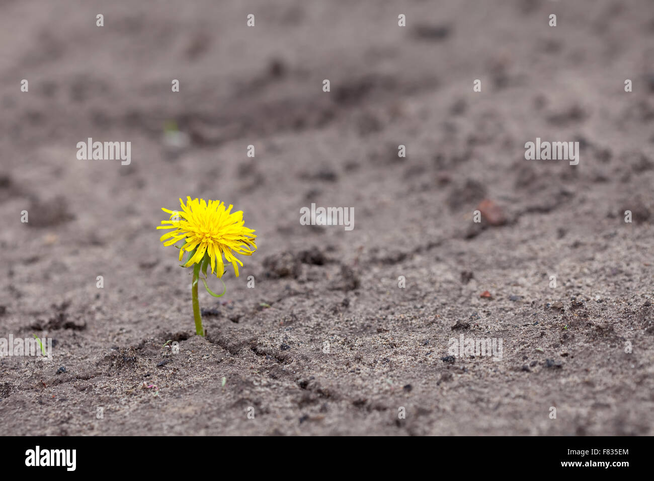 Growing yellow flower sprout in ground Stock Photo - Alamy