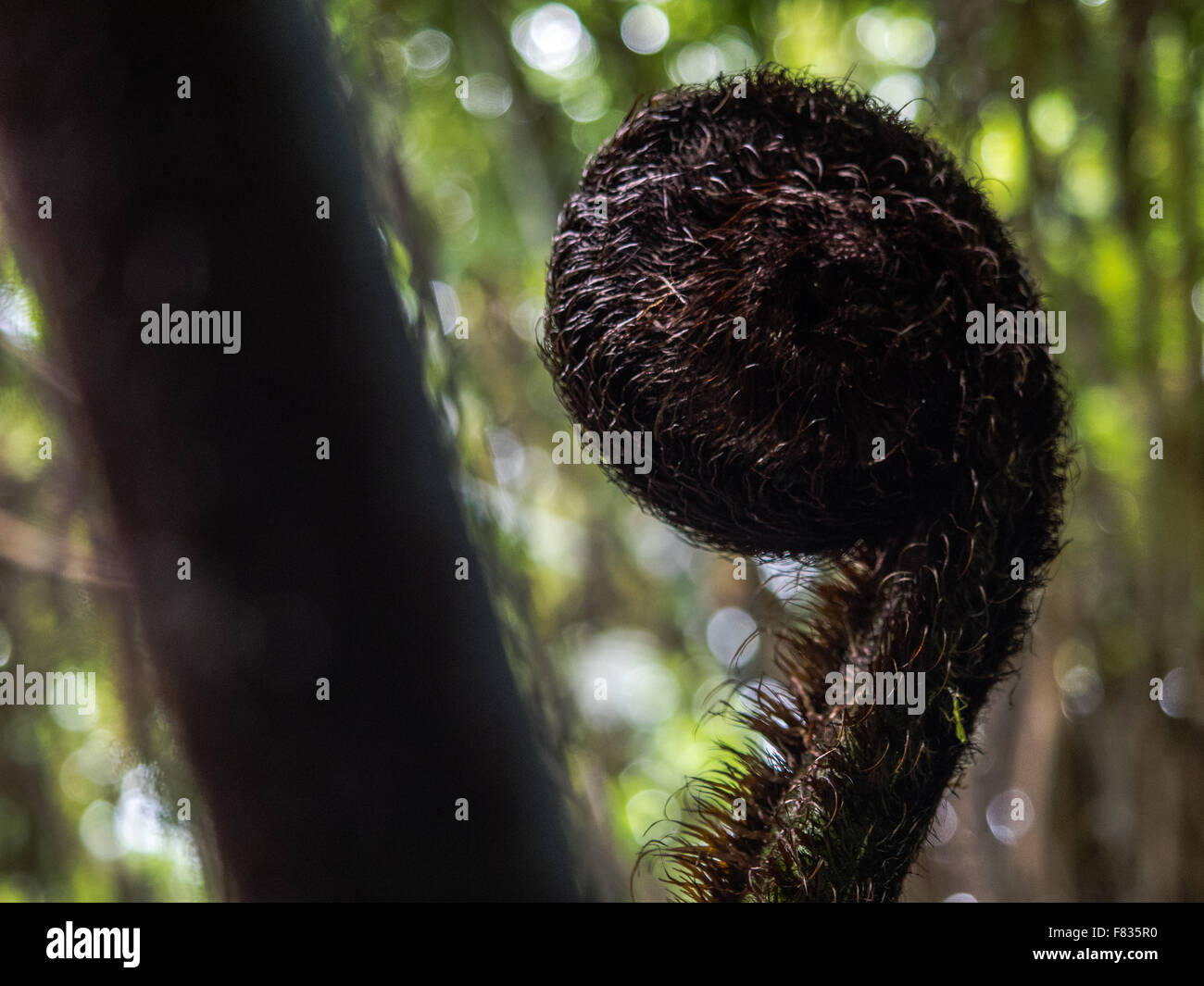 Most fern fronds develop from a tightly coiled spiral known as a ...