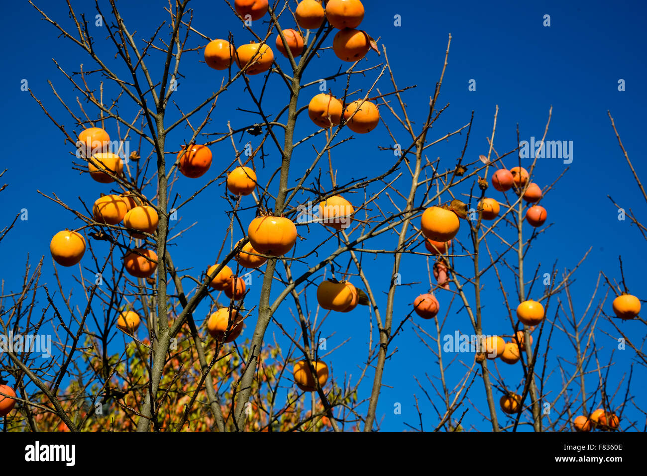 Plants of persimmon in a day of autumn ,italy Stock Photo - Alamy