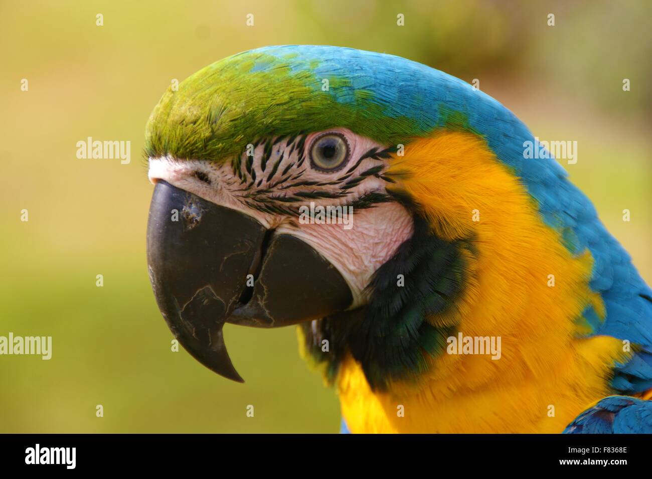 Parrot colours hi-res stock photography and images - Alamy