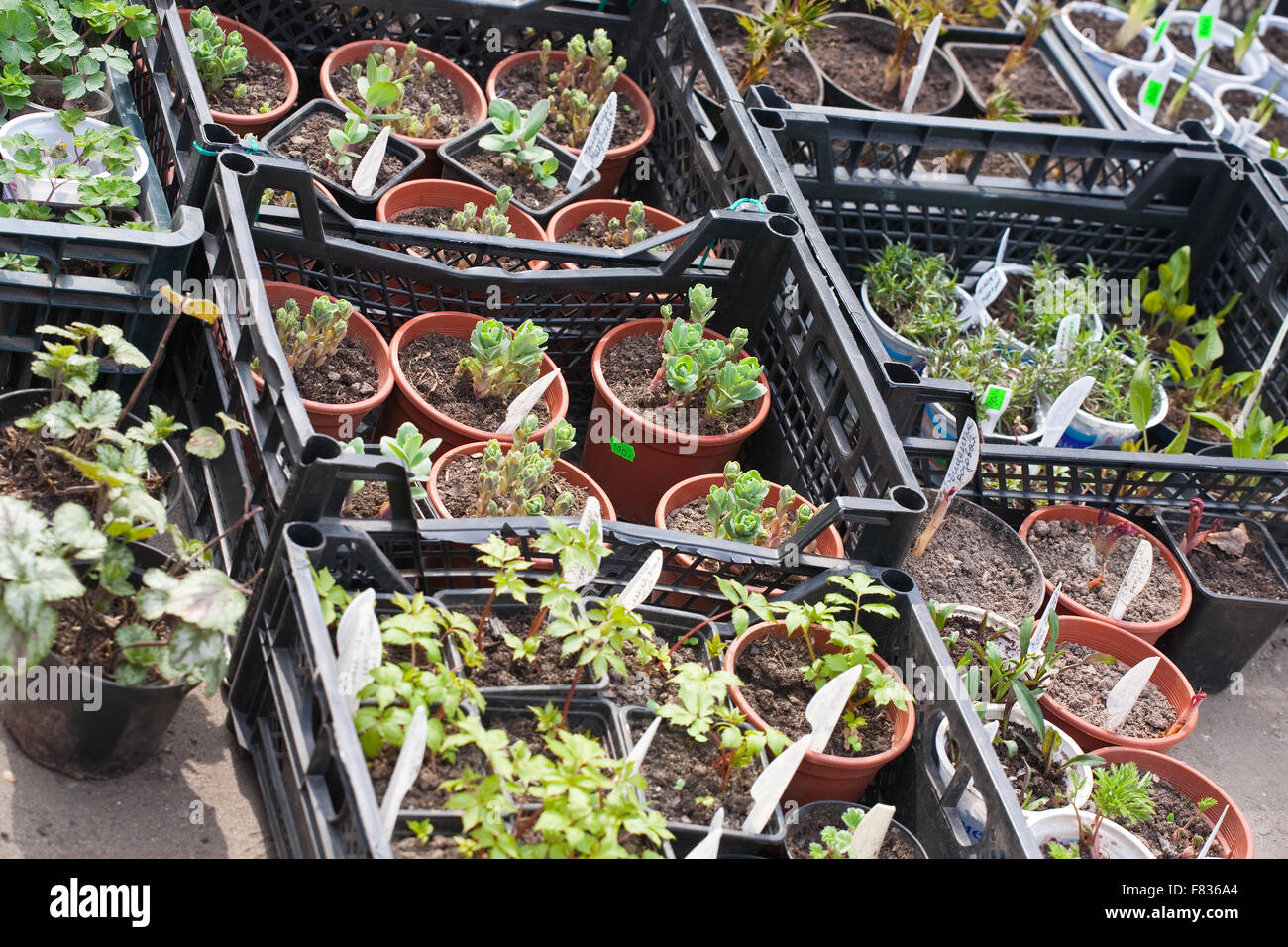 clearance sale of sprouts in pots outdoor during spring Stock Photo - Alamy
