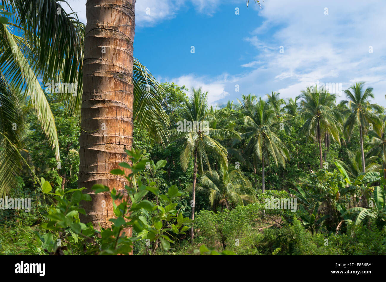 Palm tree tropical forest hi-res stock photography and images - Alamy