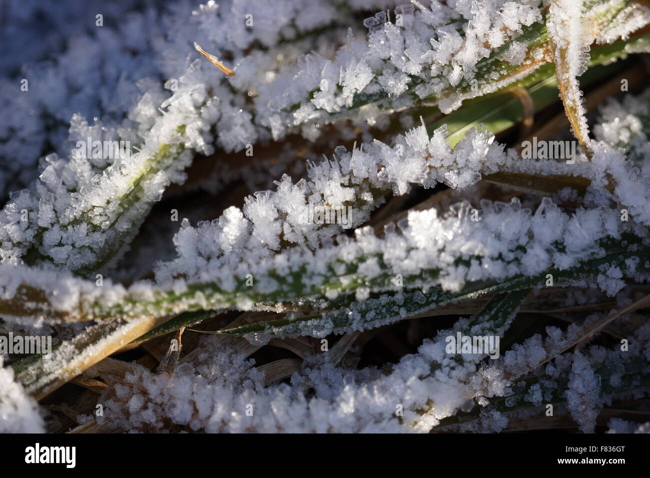 Hoarfrost on grass closeup Stock Photo - Alamy