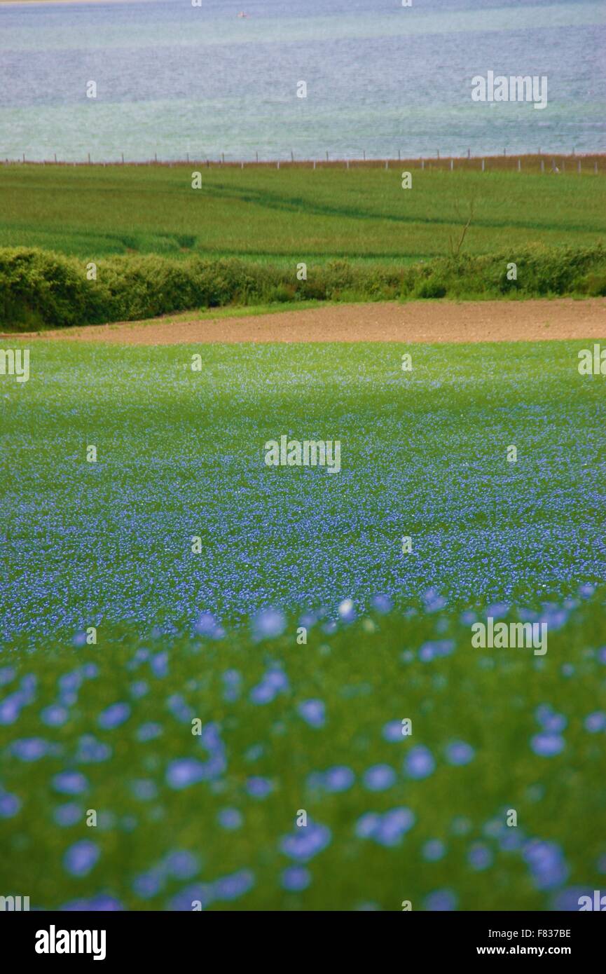 Fields of blue Stock Photo - Alamy