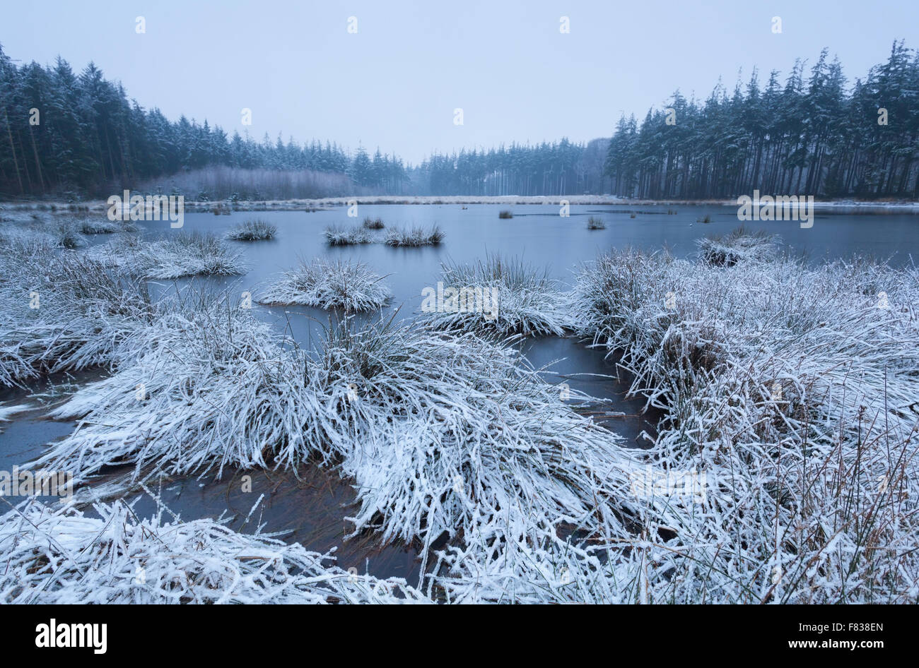 forest swamp in winter, Friesland, Netherlands Stock Photo - Alamy