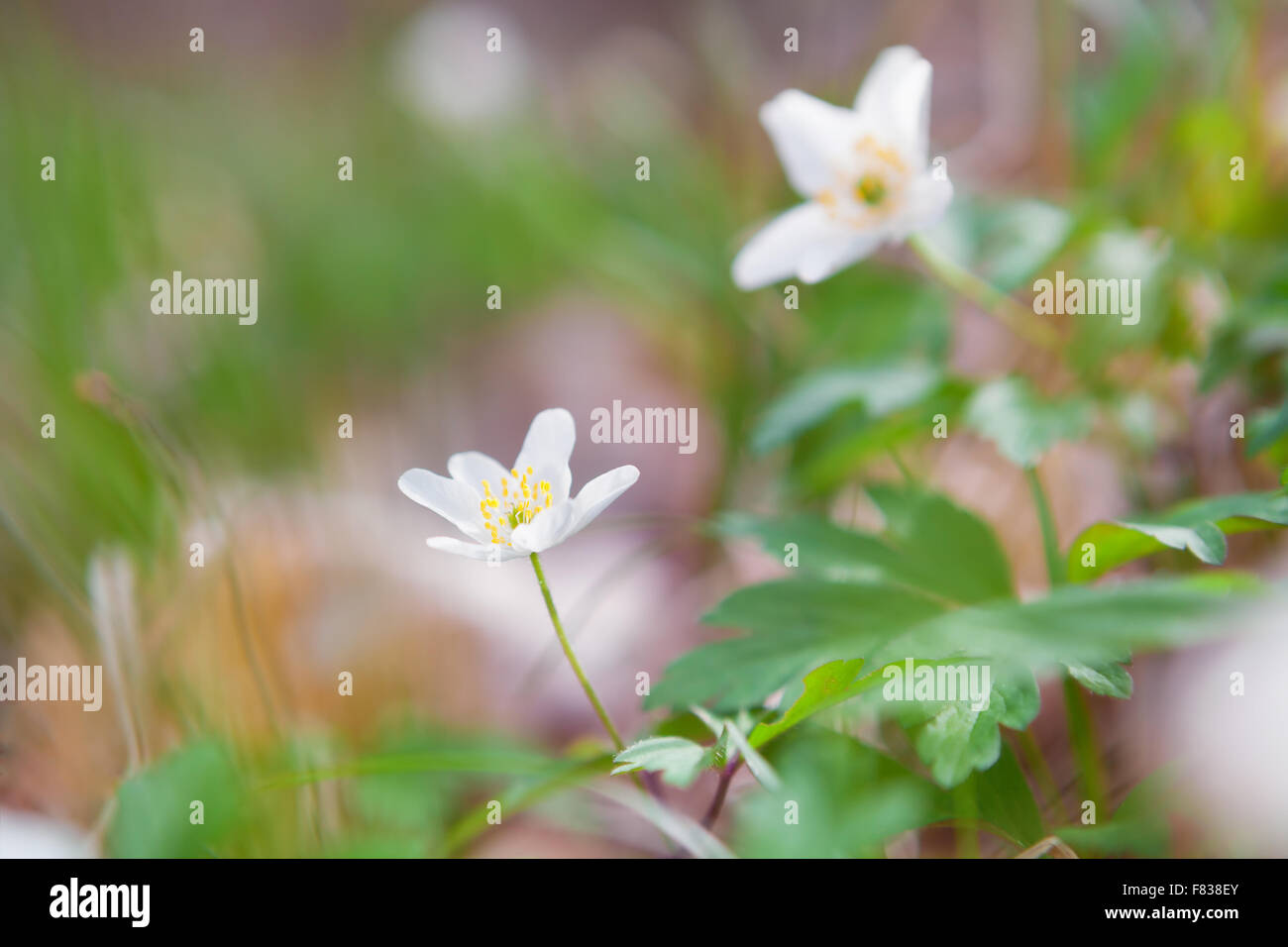 beautiful white anemone flowers in spring Stock Photo - Alamy
