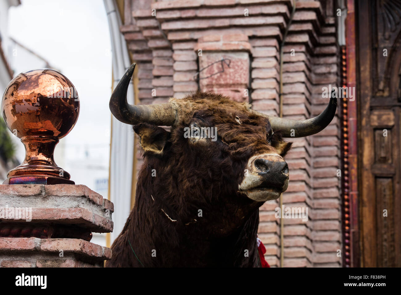 Spanish bull head with a brick wall in the distance Stock Photo - Alamy