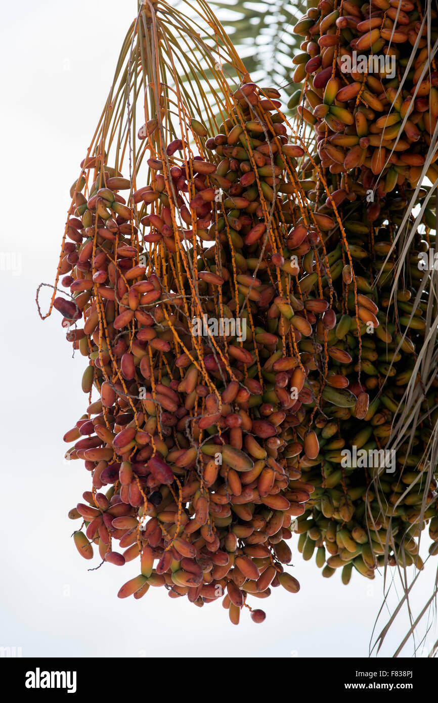 Spanish date palm tree hi-res stock photography and images - Alamy
