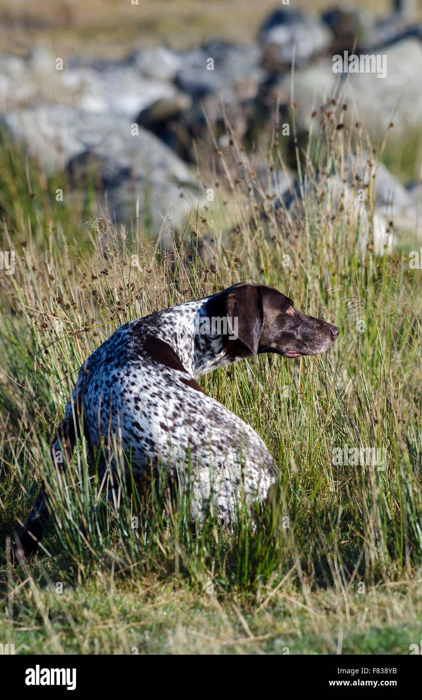 English pointer hi-res stock photography and images - Alamy