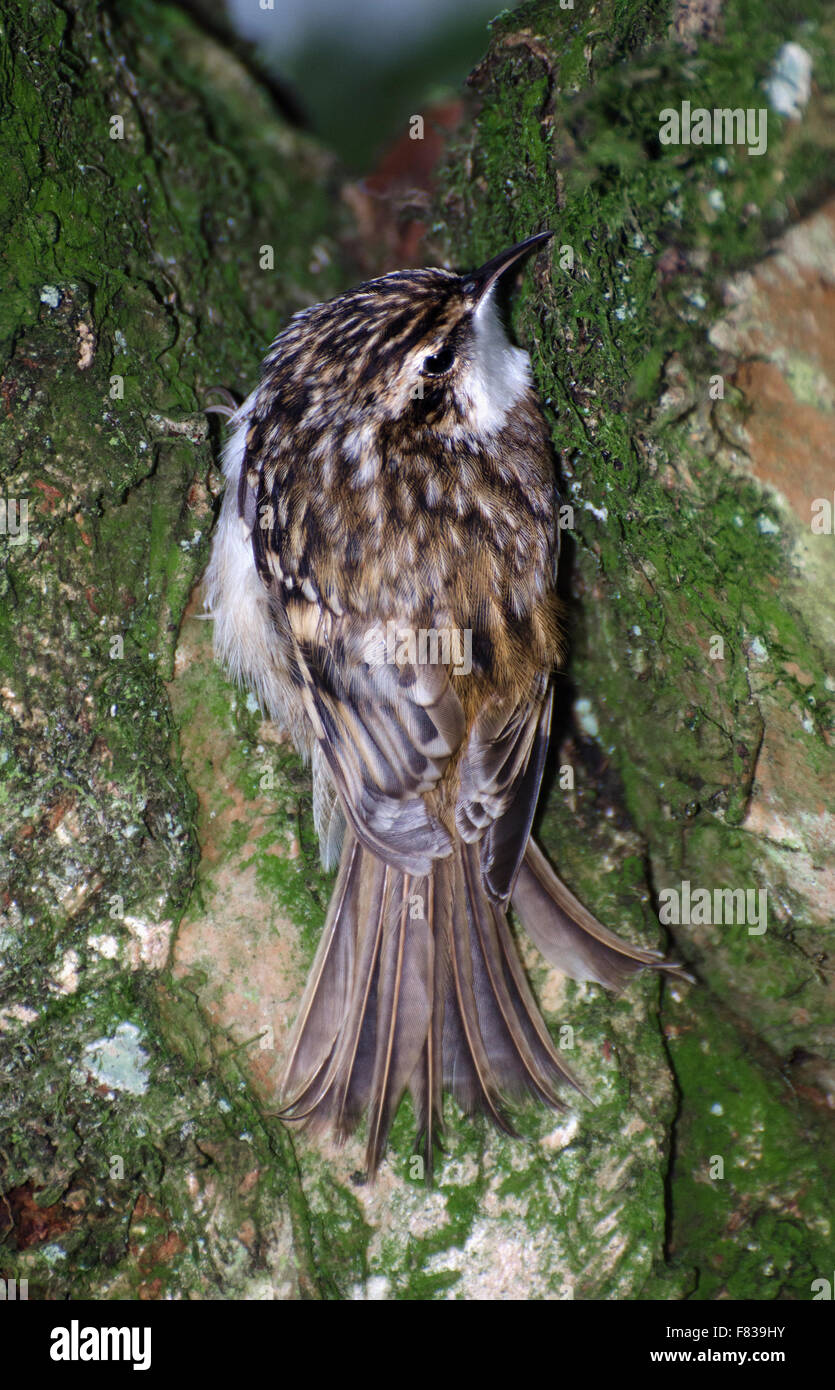 treecreeper,certhia familiaris,on tree,highlands,scotland Stock Photo ...