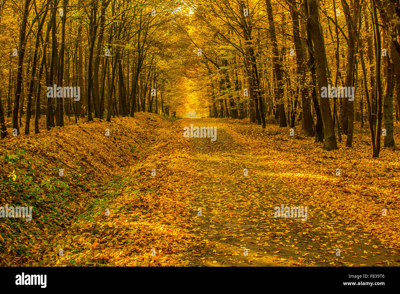 Autumn in forest Stock Photo - Alamy