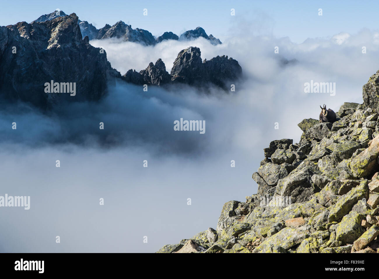 Tatra Mountains above clouds - panorama Stock Photo - Alamy