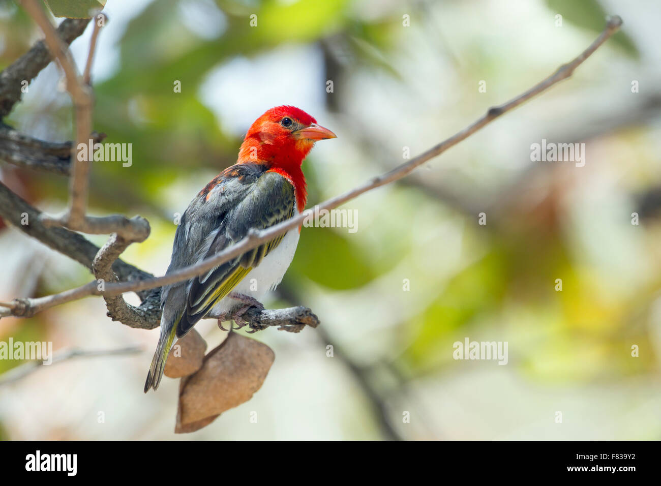 Red Headed Weaver Stock Photos & Red Headed Weaver Stock Images - Alamy