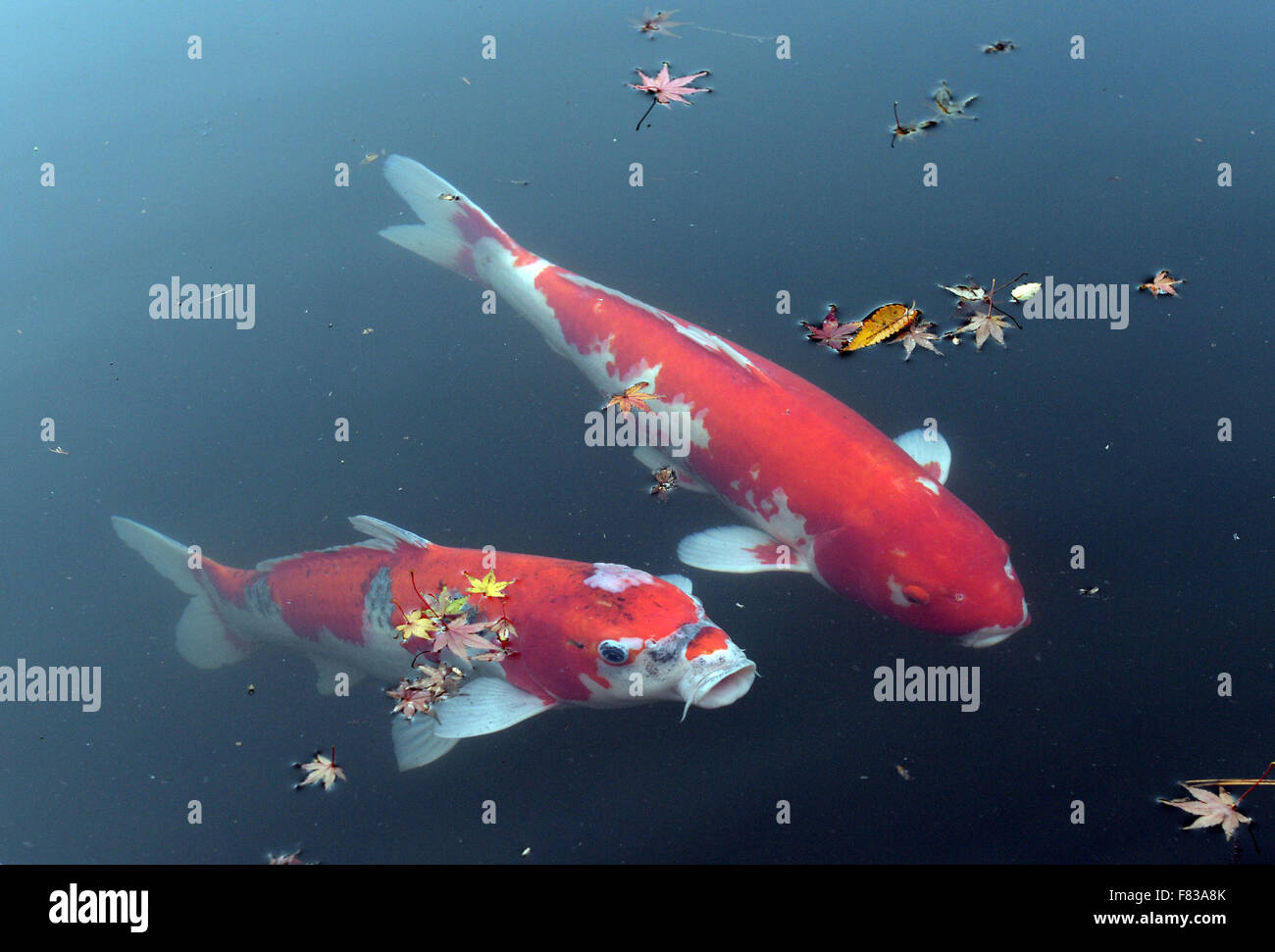 Tokyo, Japan. 5th Dec, 2015. Fish swim in water at a park in Tokyo ...