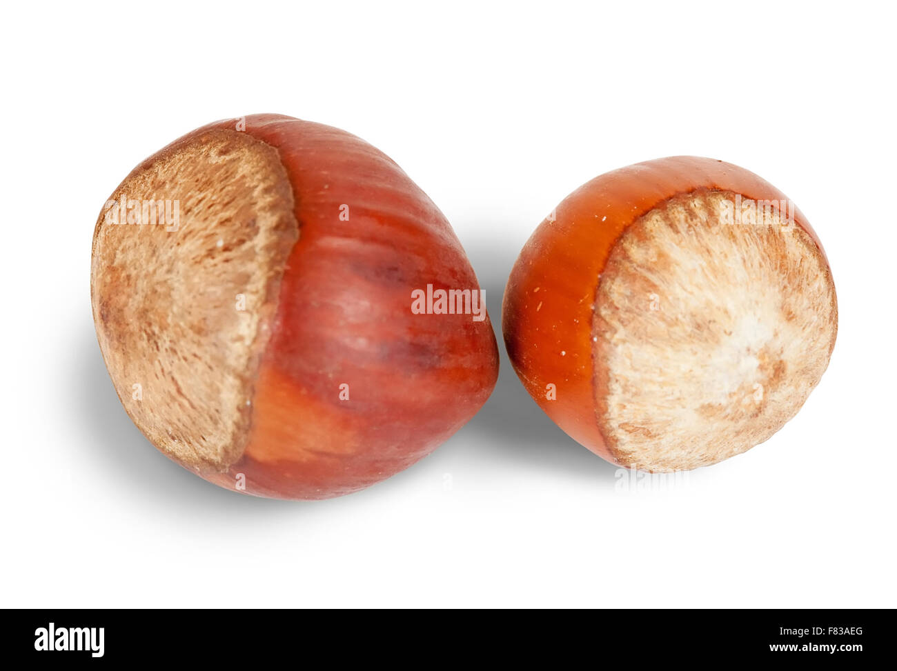 Two ripe hazelnuts. Isolated over white background Stock Photo - Alamy