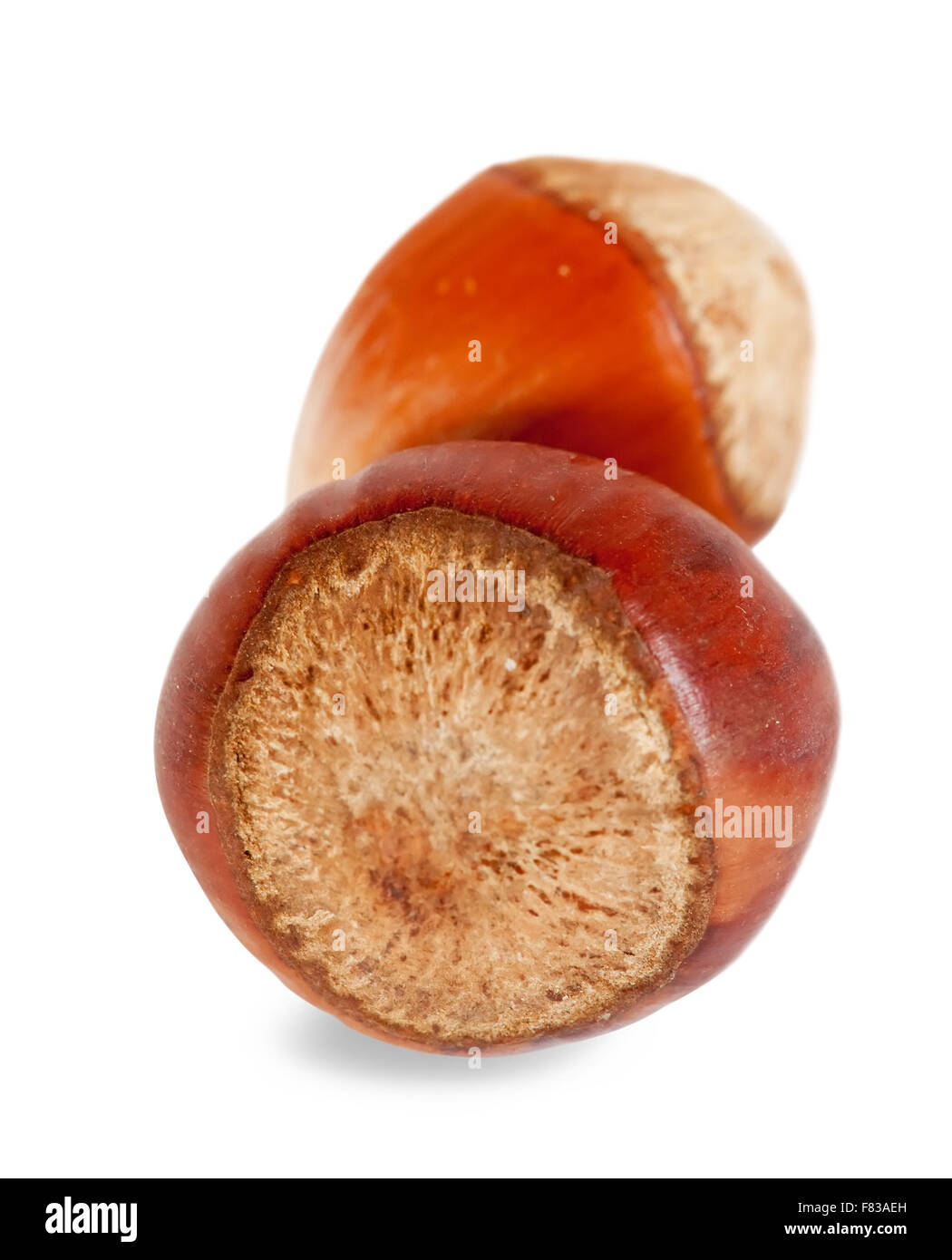Two ripe hazelnuts. Isolated over white background Stock Photo - Alamy