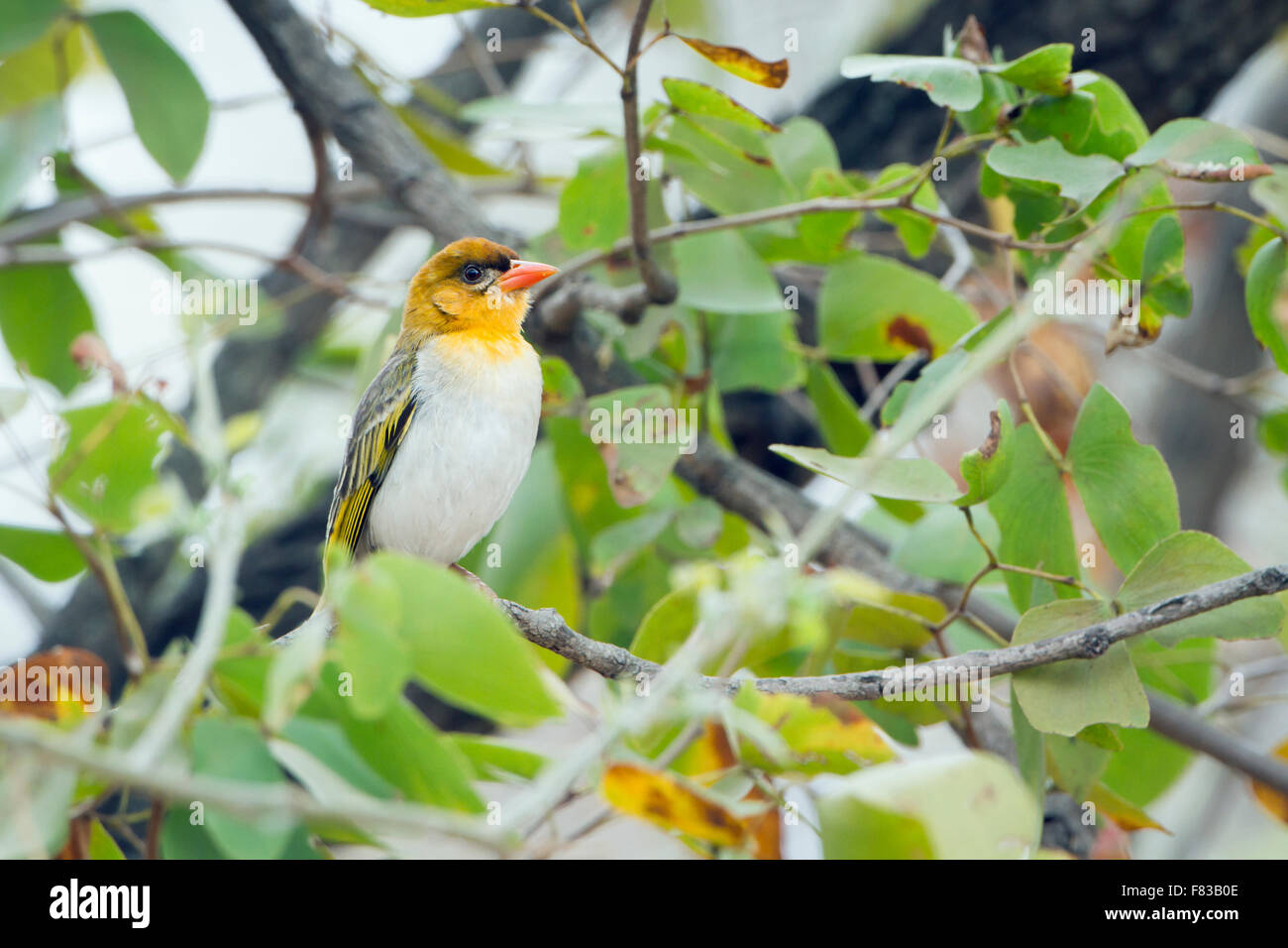 Southern red headed weaver anaplectes rubriceps hi-res stock ...