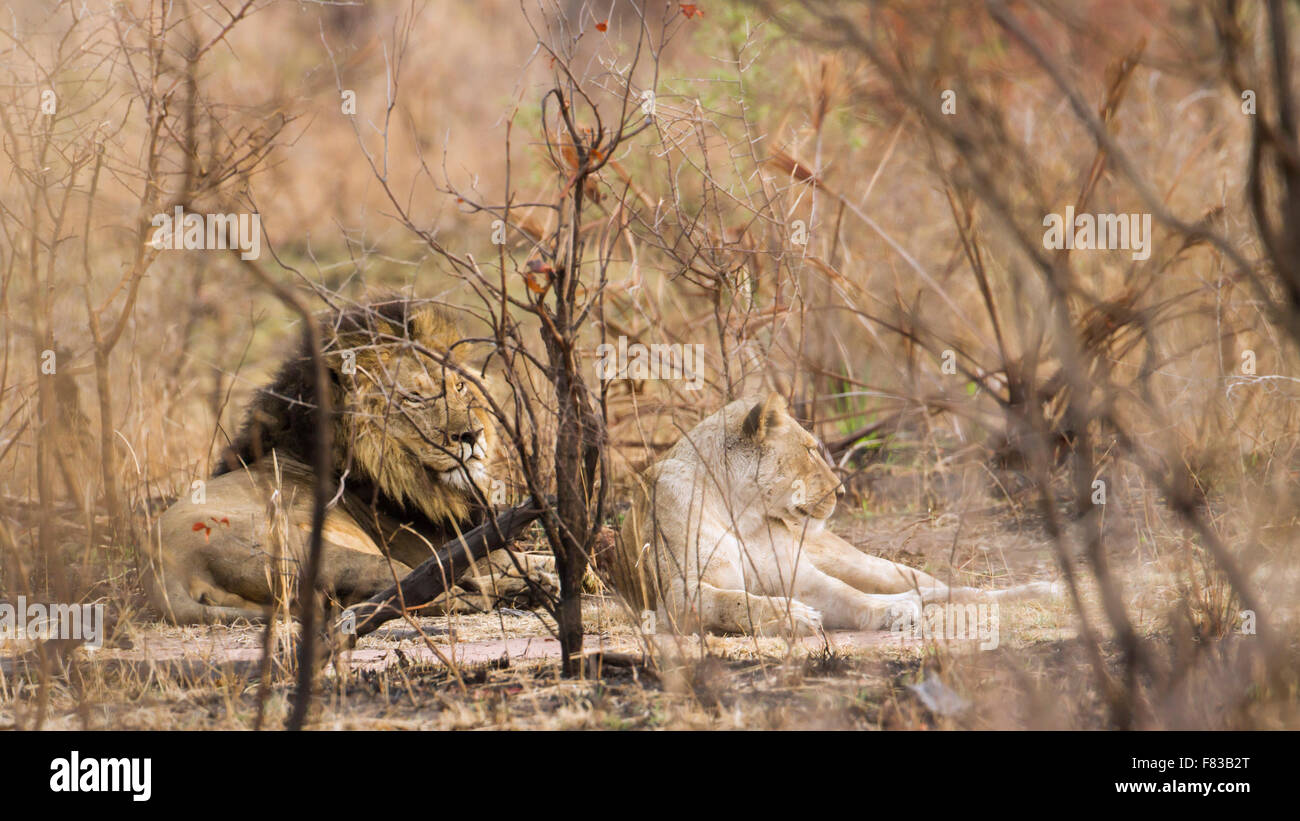 Lion Specie Panthera leo family of felidae Stock Photo - Alamy
