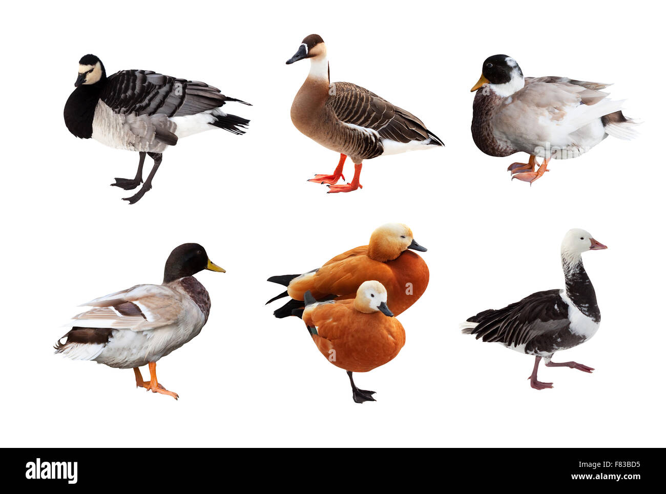Set of geese and ducks. Isolated over white background Stock Photo - Alamy