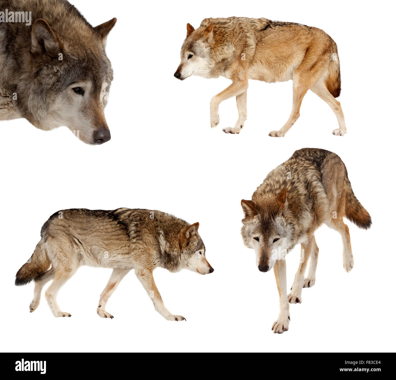Set of few wolves. Isolated over white background with shade Stock ...