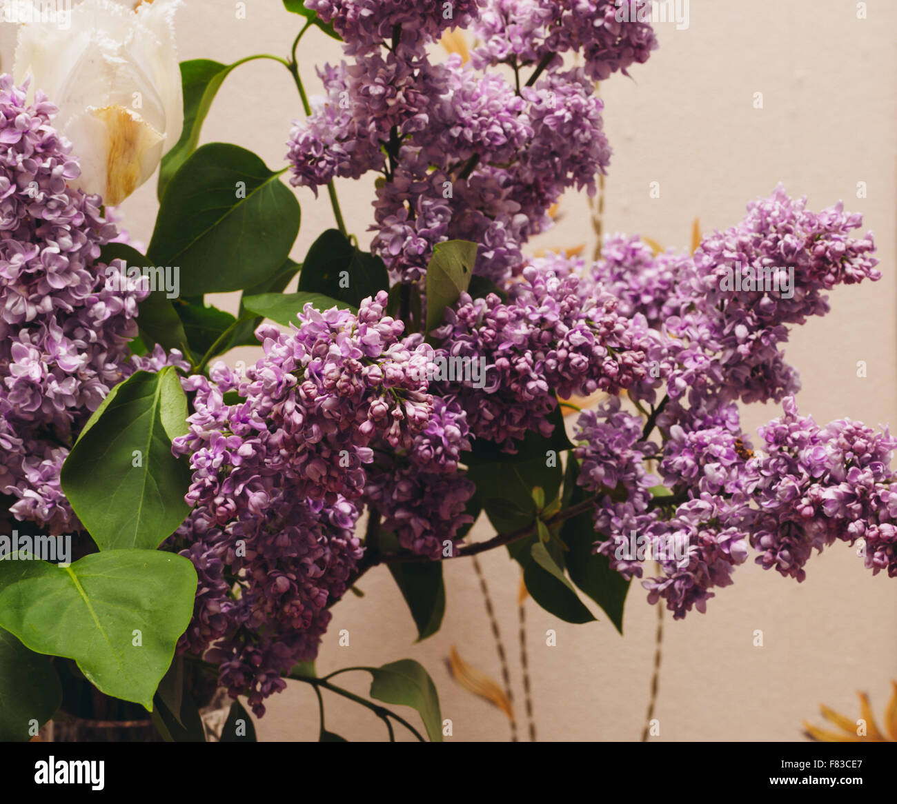 Lilac Branches In Room Stock Photo - Alamy