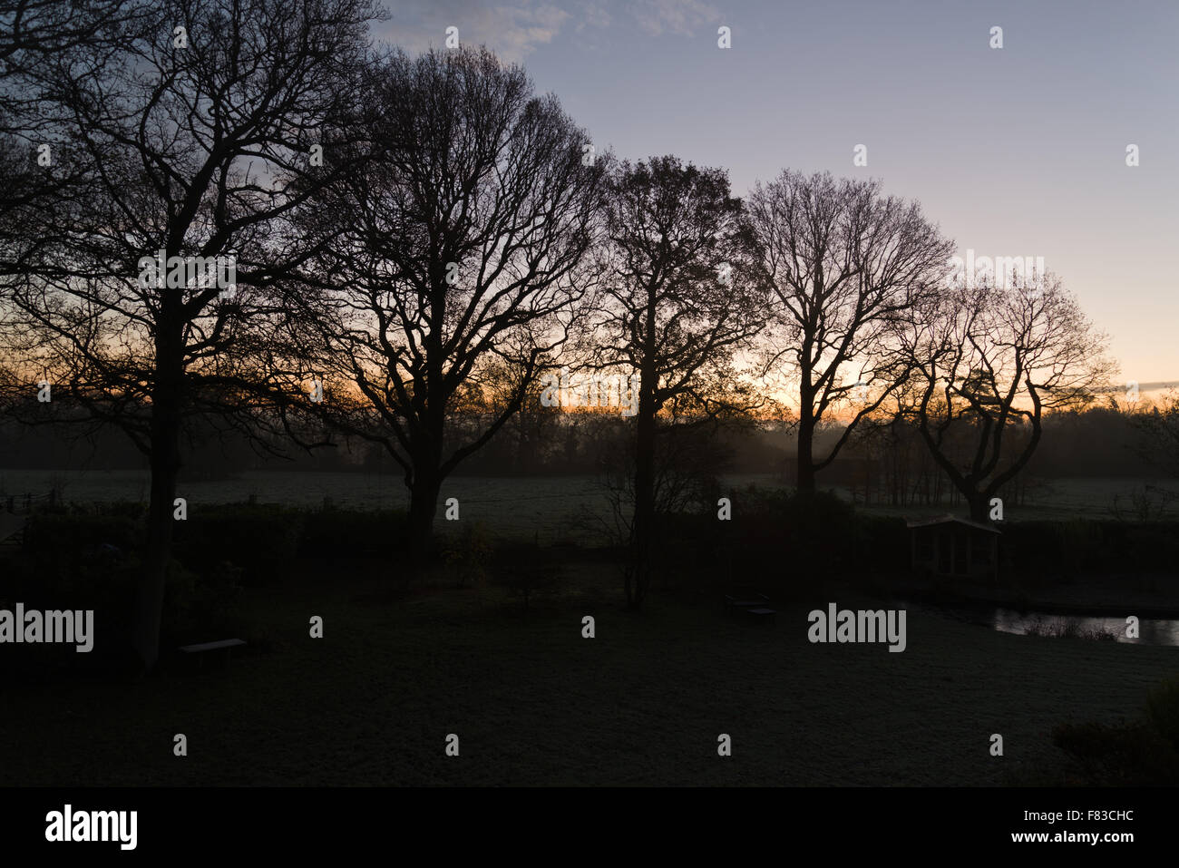 Wintry oak trees in November in England. Partly still in leaf. Sun ...