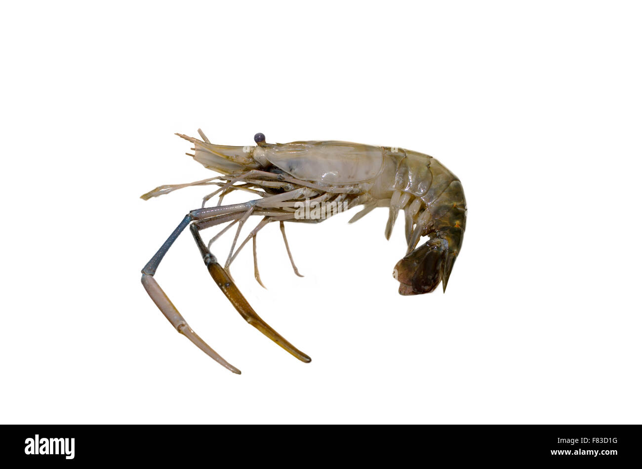 River Prawns isolated on white Stock Photo - Alamy