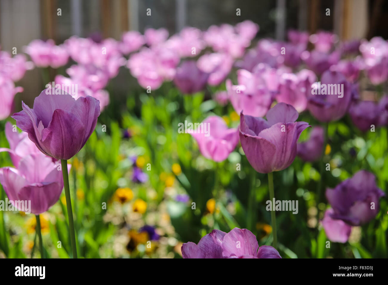 Spring flowers tullips on the big clumb Stock Photo - Alamy