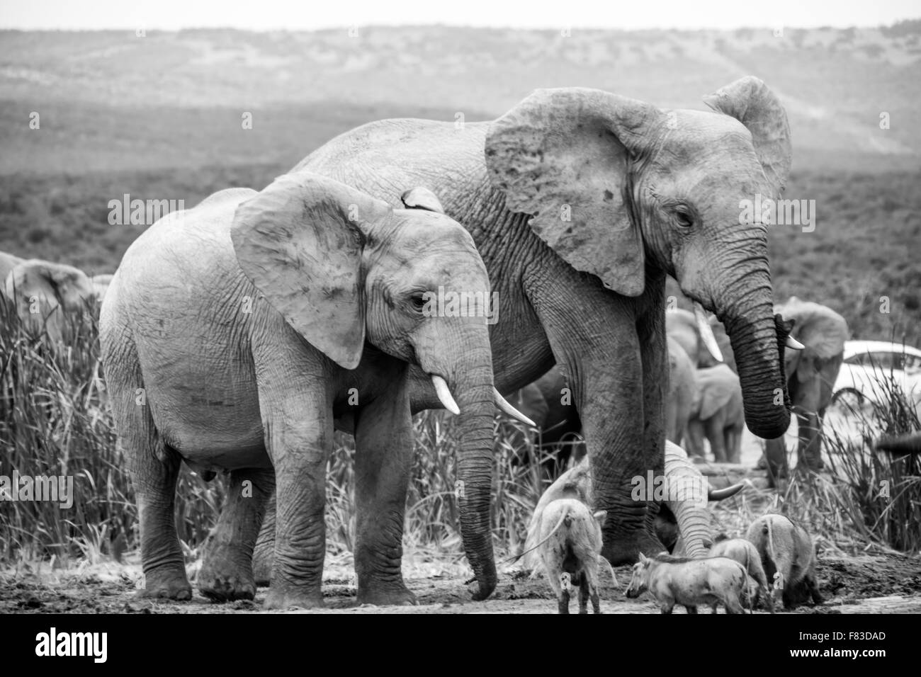Elephants africa black and white hi-res stock photography and images ...