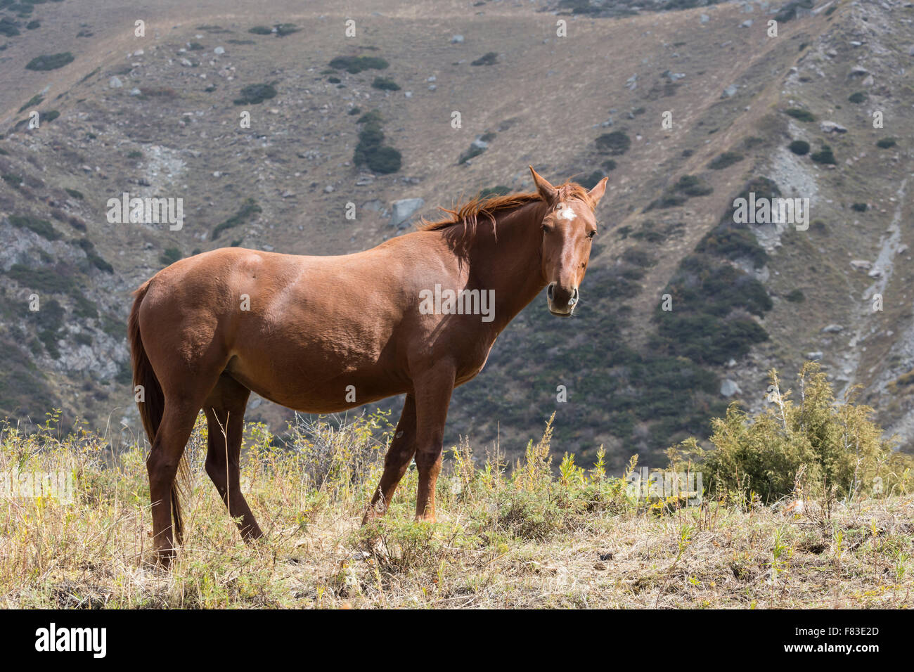 Horses in Kyrgyzstan mountain landscape at landscape of Ala-Archa gorge ...