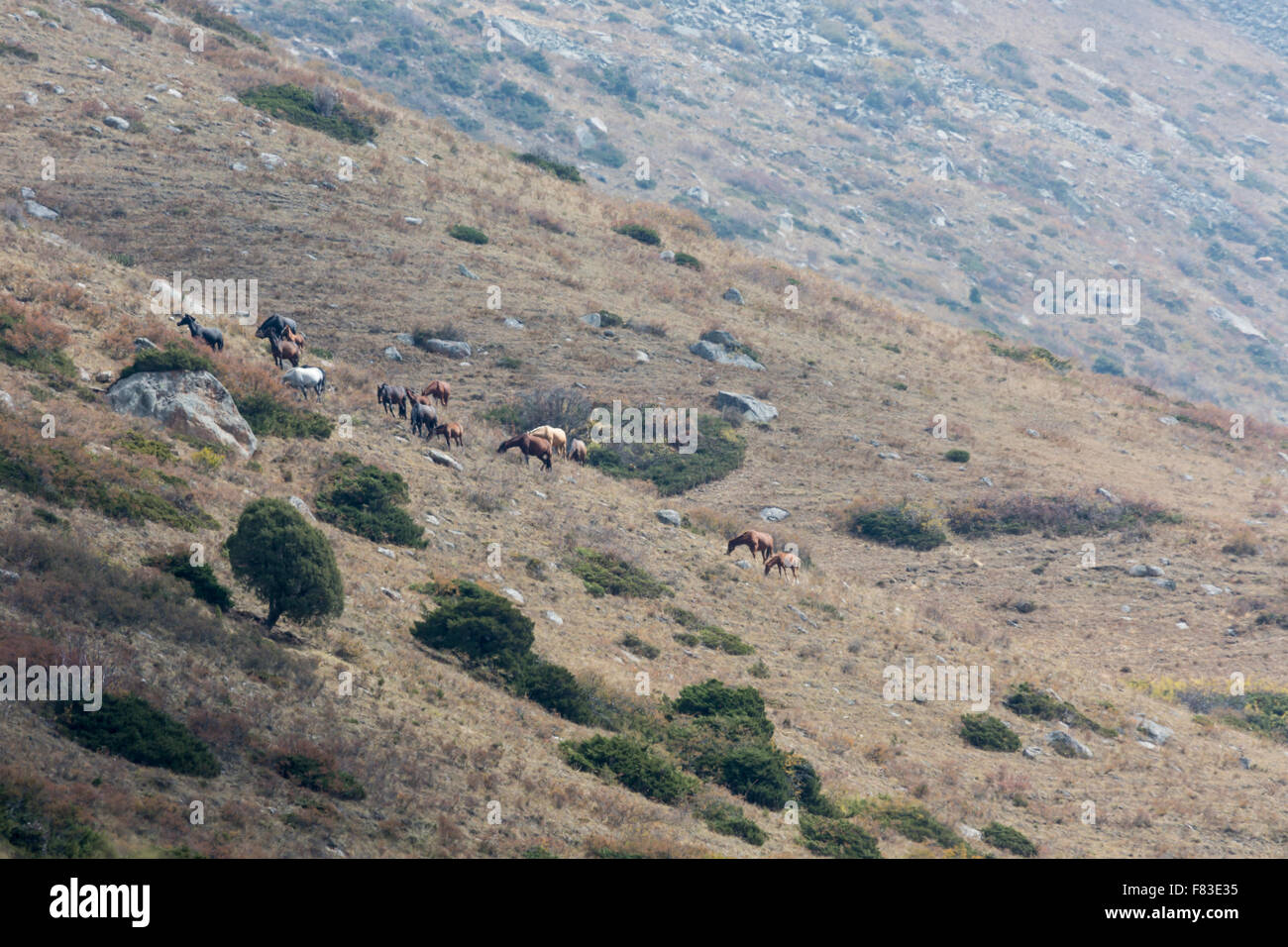 The panorama of mountain landscape of Ala-Archa gorge in the summer's ...