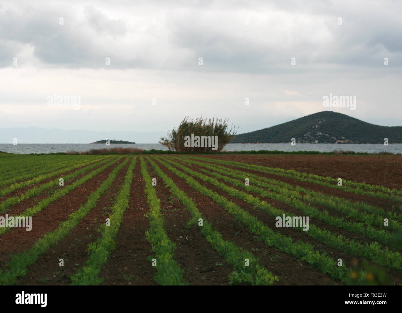 planted field perspective Stock Photo - Alamy