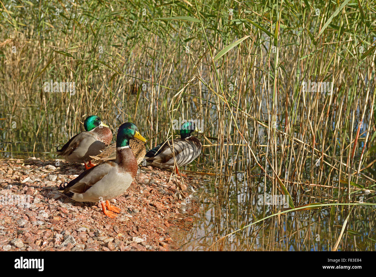 Ducks in park Stock Photo - Alamy