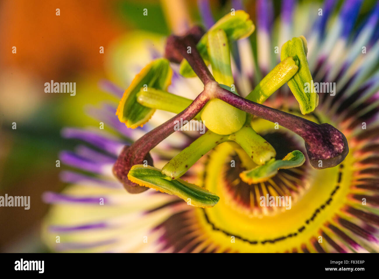 Beautiful passion flower Stock Photo - Alamy