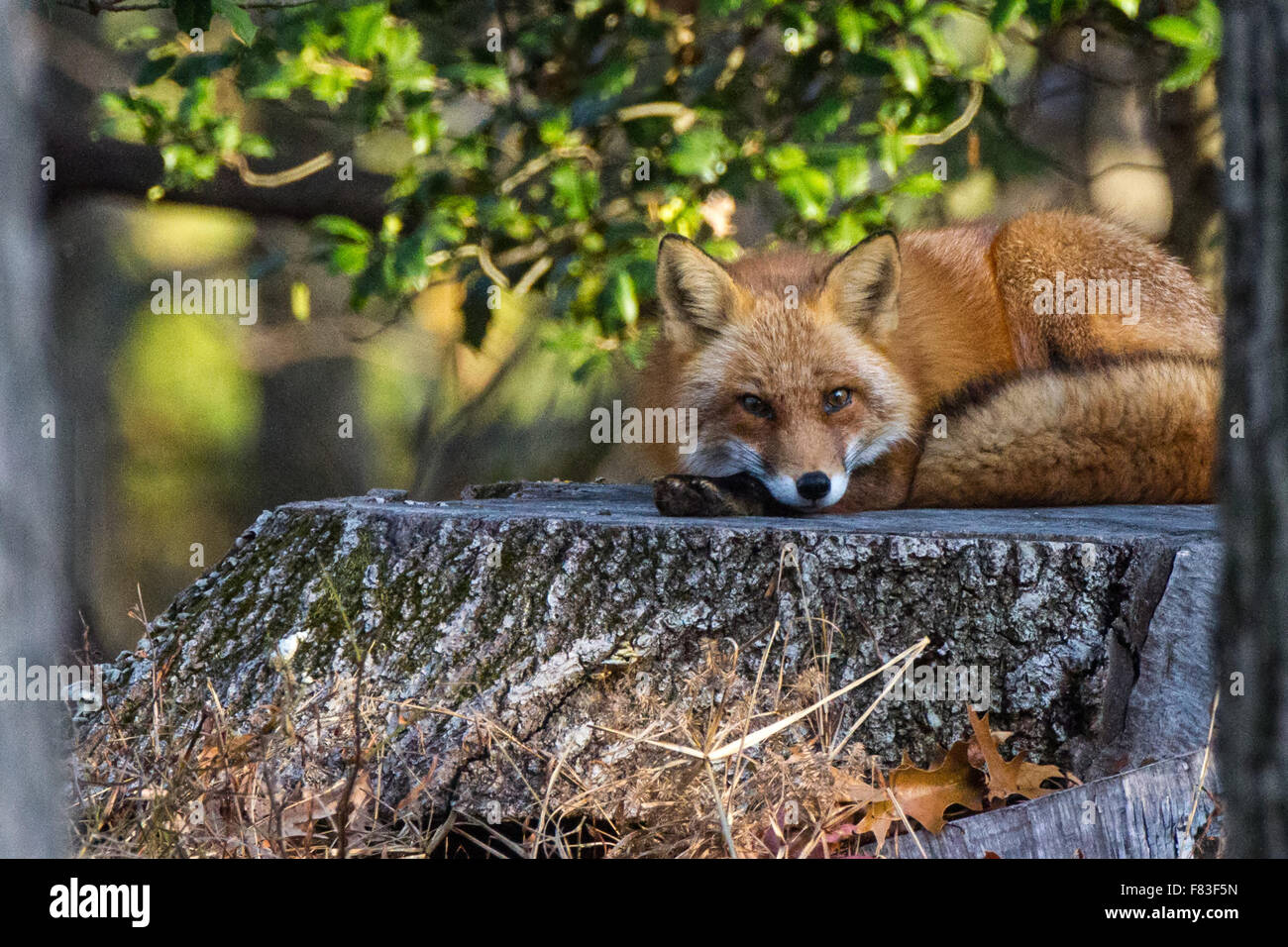 red fox resting on oak stump Stock Photo - Alamy