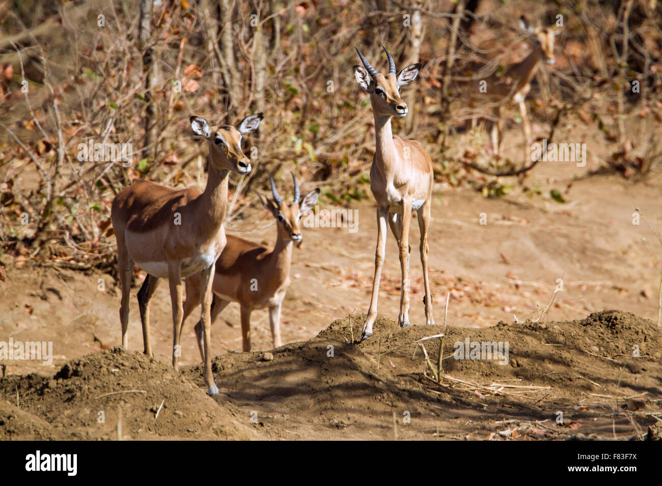 impala Specie Aepyceros melampus family of bovidae Stock Photo - Alamy