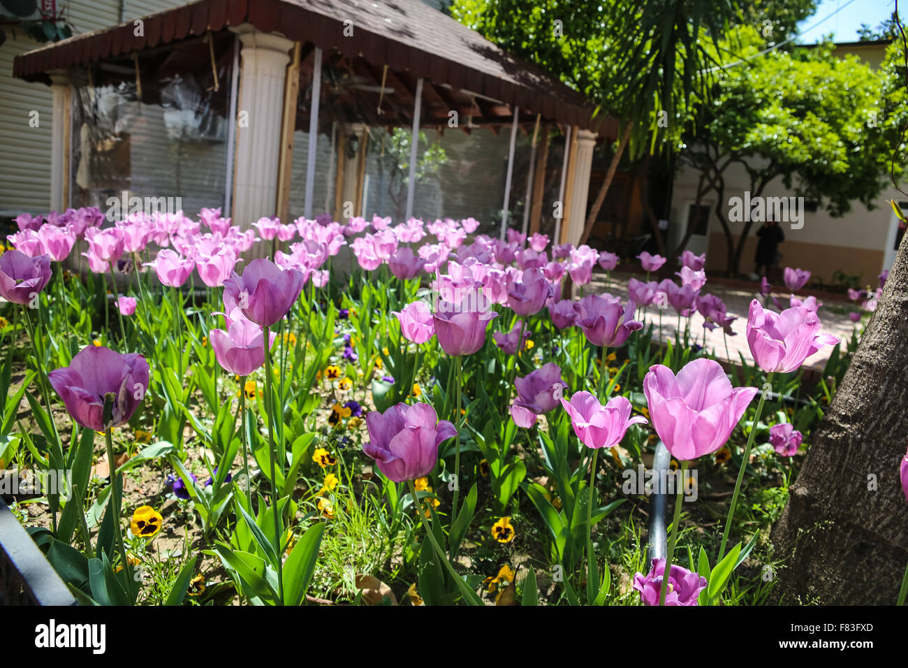 Spring flowers tullips on the big clumb Stock Photo - Alamy