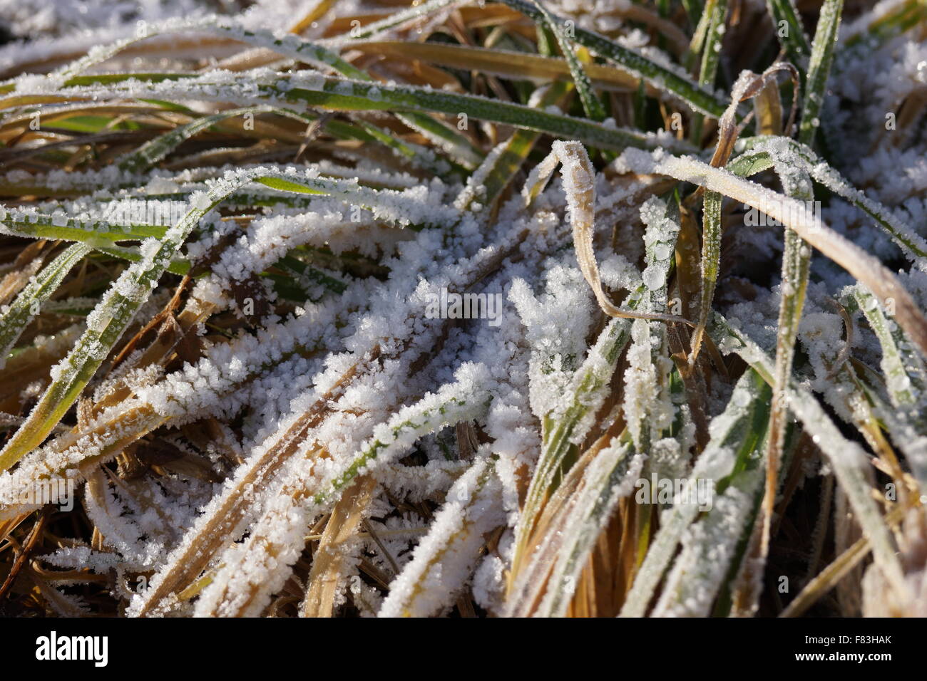 Grass covered with frost Stock Photo - Alamy